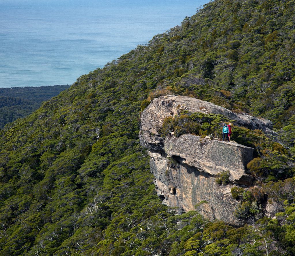 Hump Ridge Track: A Special Walk Through Southern Forest